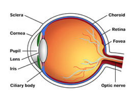 Main Eye Parts and Their Functions| Human Eyes Functions