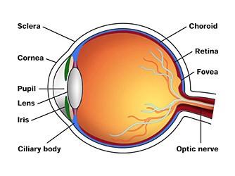 Main Eye Parts and Their Functions| Human Eyes Functions